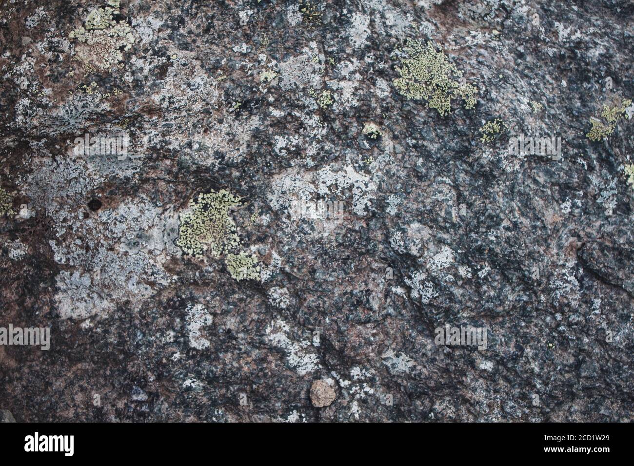 Textures of rock with mosses and lichens. Arctic flora Stock Photo - Alamy