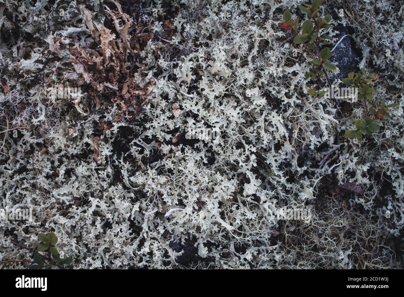 Textures of rock with mosses and lichens. Arctic flora Stock Photo - Alamy