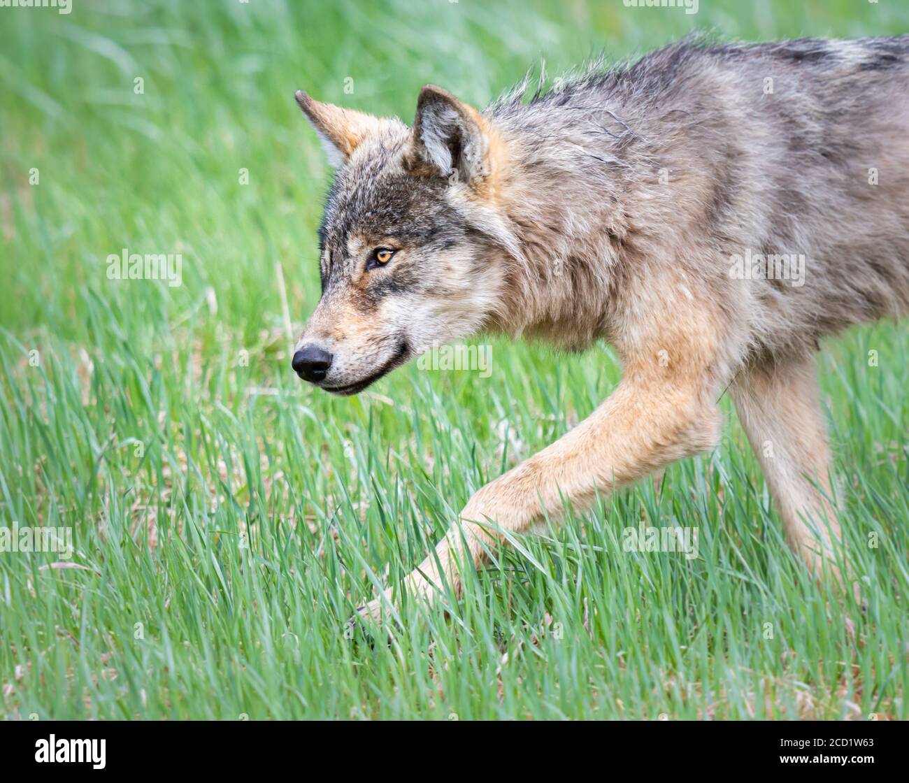Wolf in the Canadian wilderness Stock Photo - Alamy