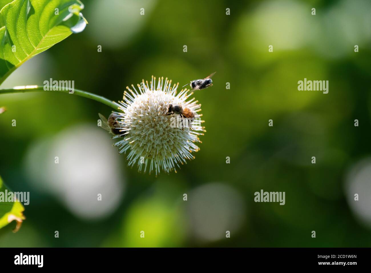 Flower Pollen Flying