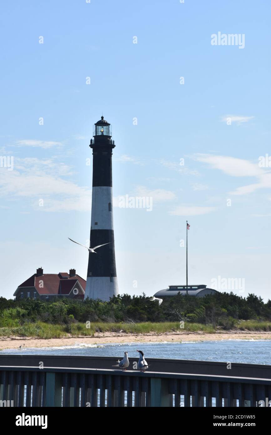 Terns on a fishing dock at the Fire Island Lighthouse Stock Photo - Alamy