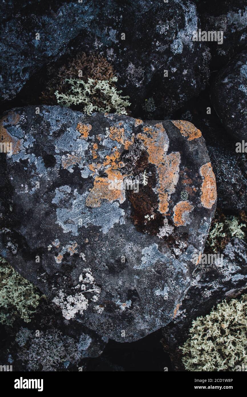 Textures of rock with mosses and lichens. Arctic flora Stock Photo - Alamy