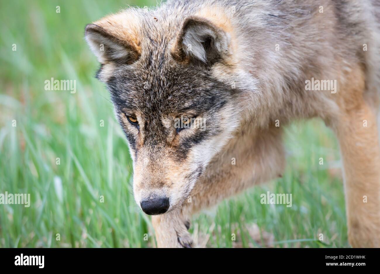 Wolf in the Canadian wilderness Stock Photo - Alamy