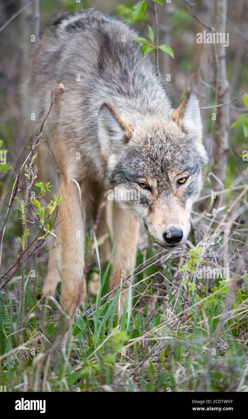 Wolf in the Canadian wilderness Stock Photo - Alamy
