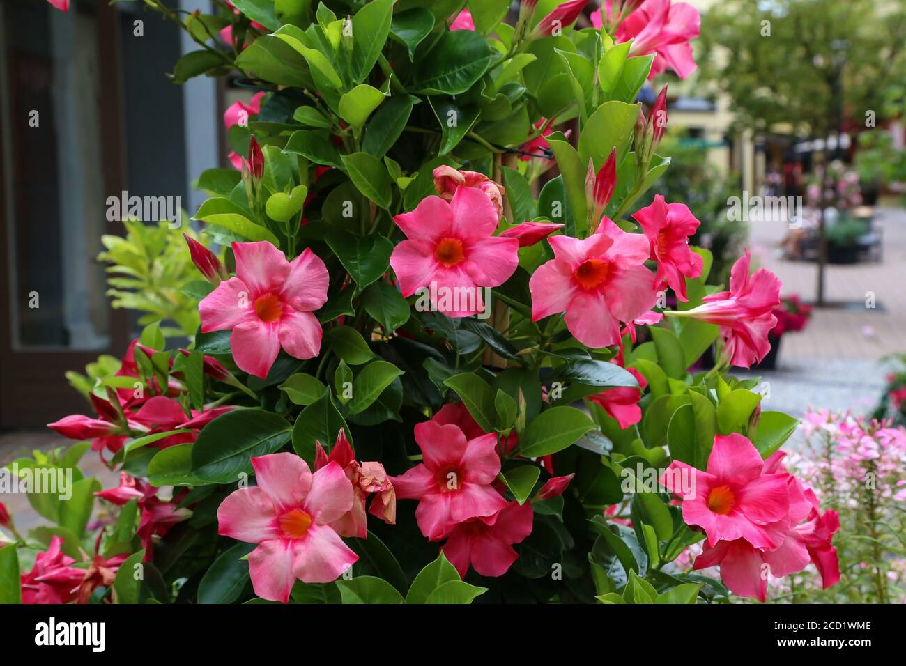Dipladenia flowers hi-res stock photography and images - Alamy
