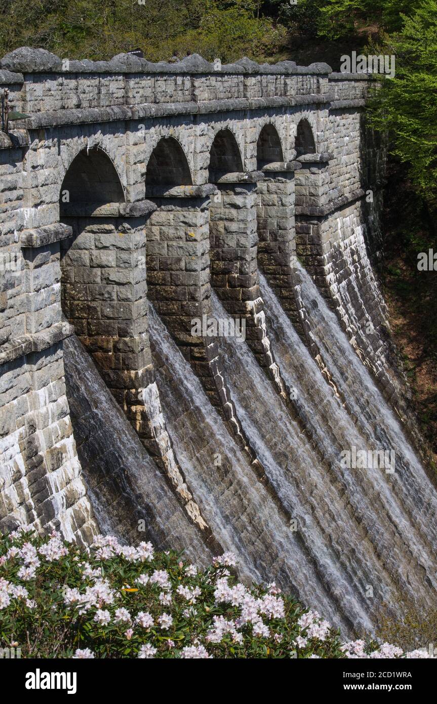 Burrator forest hi-res stock photography and images - Alamy