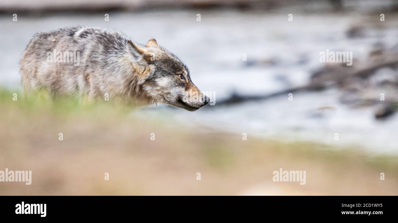 Wolf in the Canadian wilderness Stock Photo - Alamy