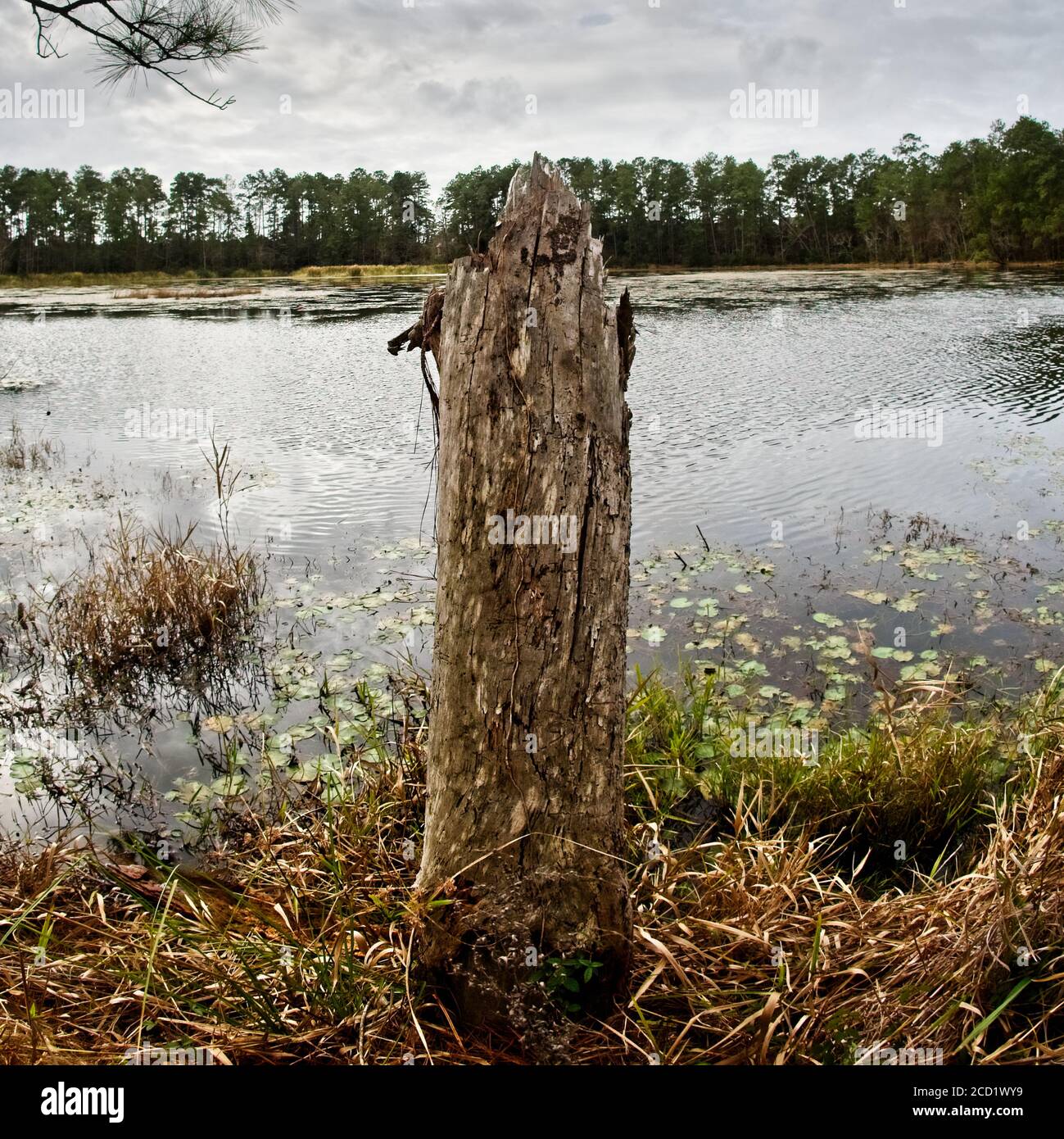 Dead trees in texas hi-res stock photography and images - Alamy