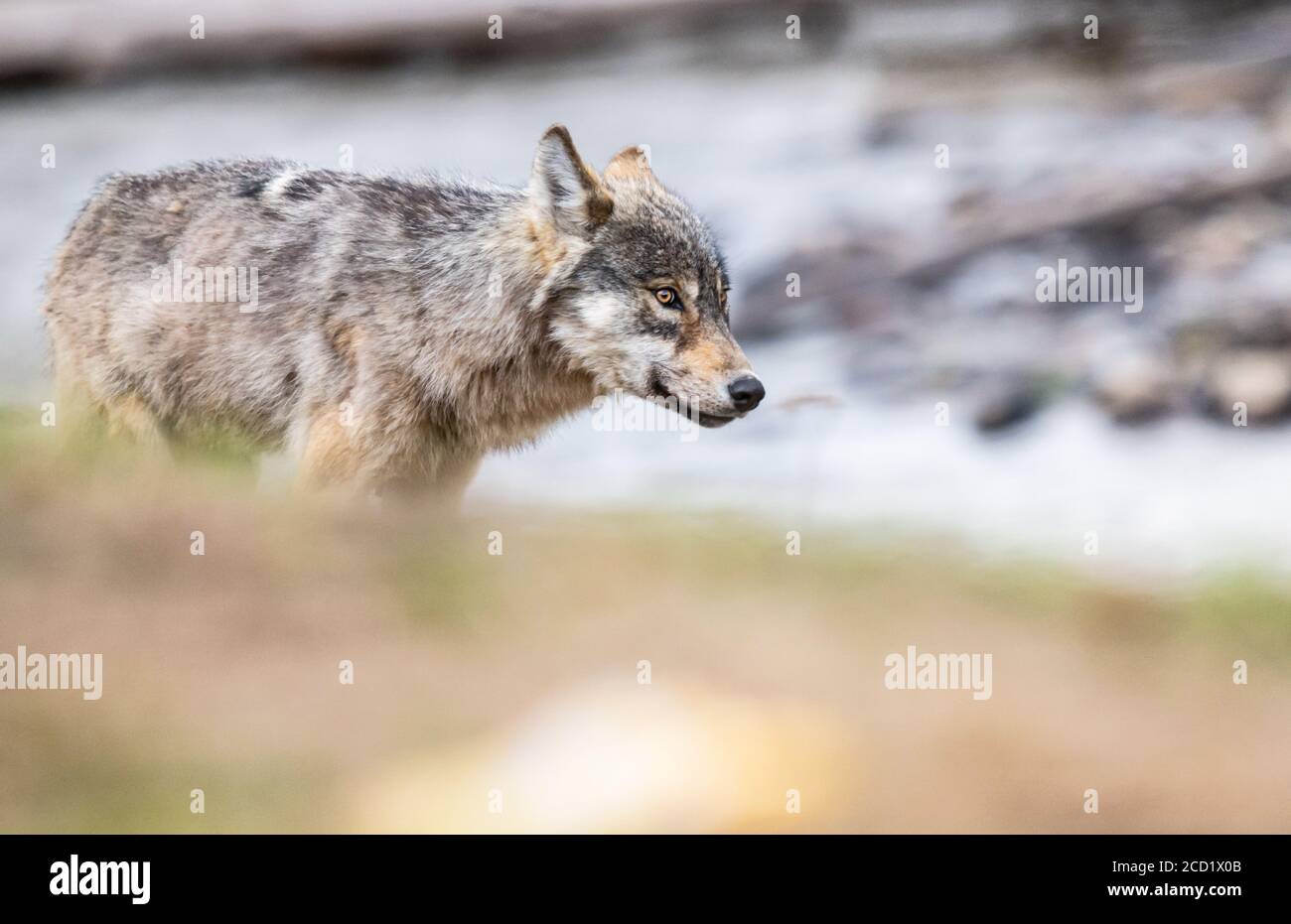 Wolf in the Canadian wilderness Stock Photo - Alamy
