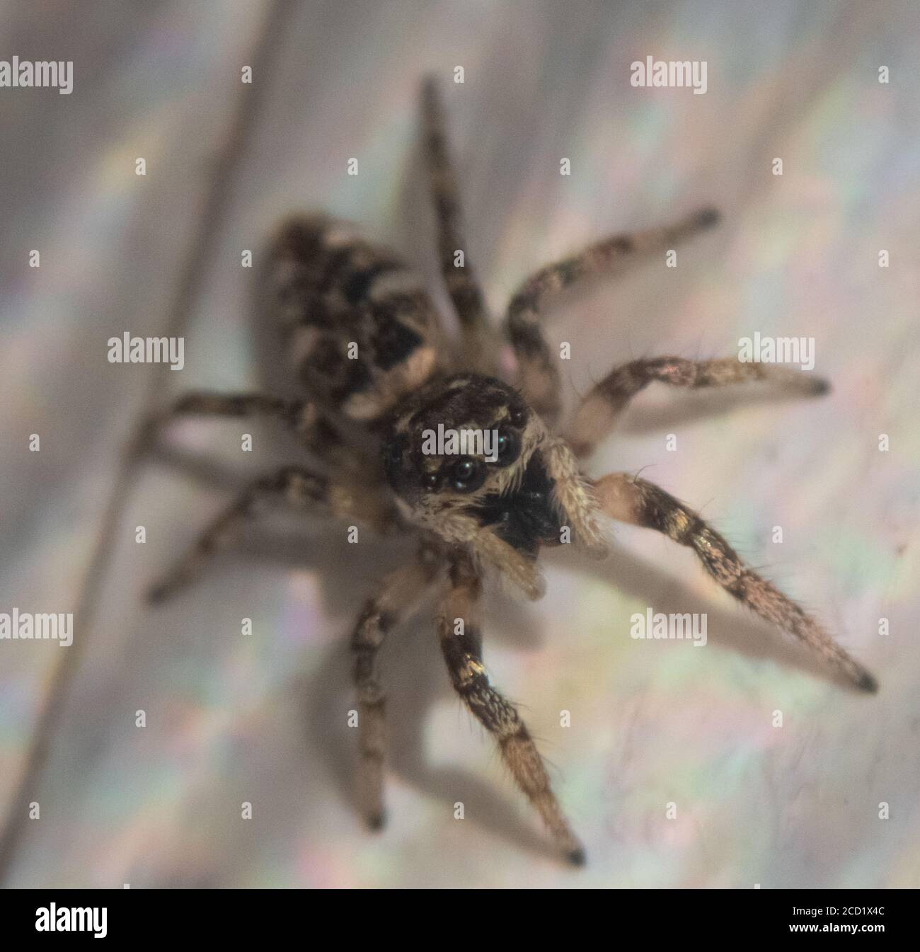 Soft focus of a fuzzy spider with big black eyes Stock Photo - Alamy