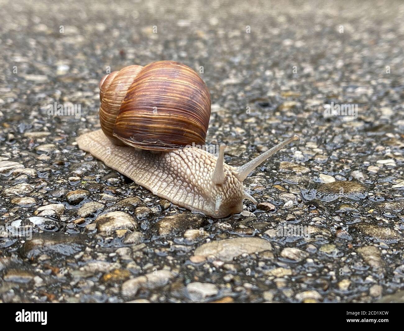 Large garden snails hi-res stock photography and images - Alamy