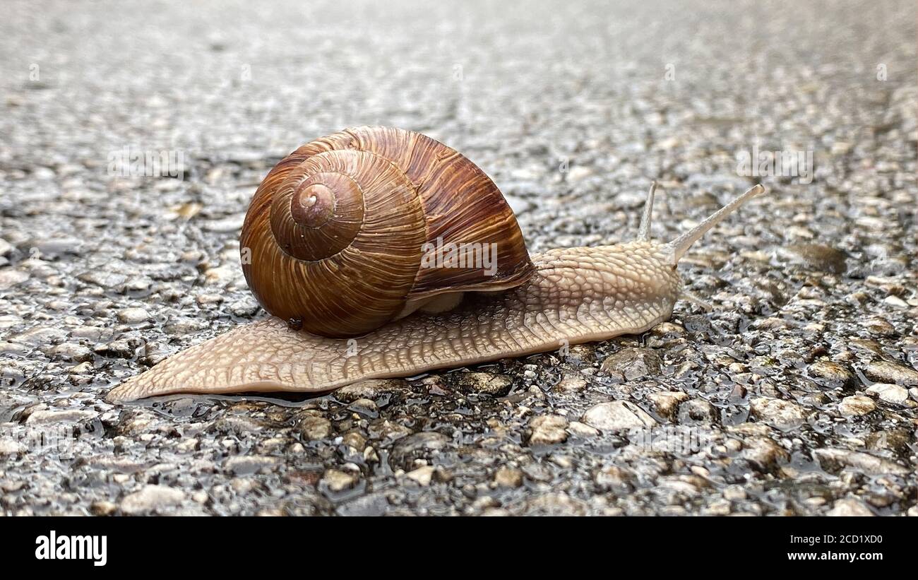 Large garden snails hi-res stock photography and images - Alamy