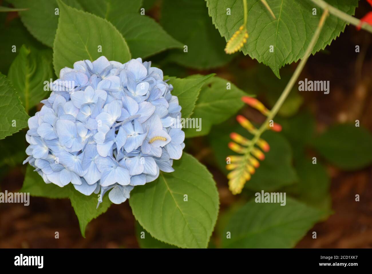 Long leaf hydrangea hi-res stock photography and images - Alamy