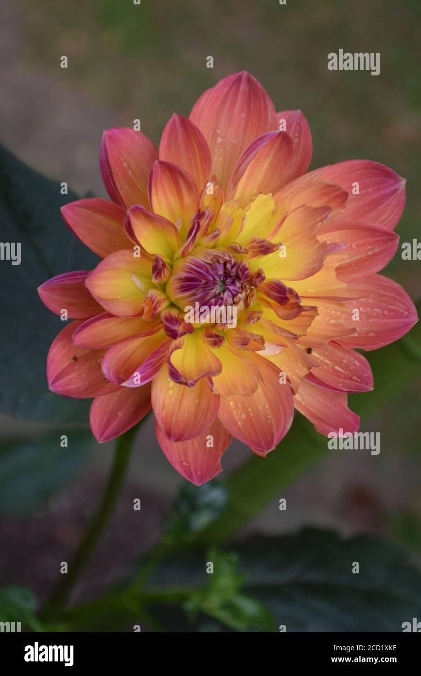 Pretty dahlia in a garden Stock Photo - Alamy