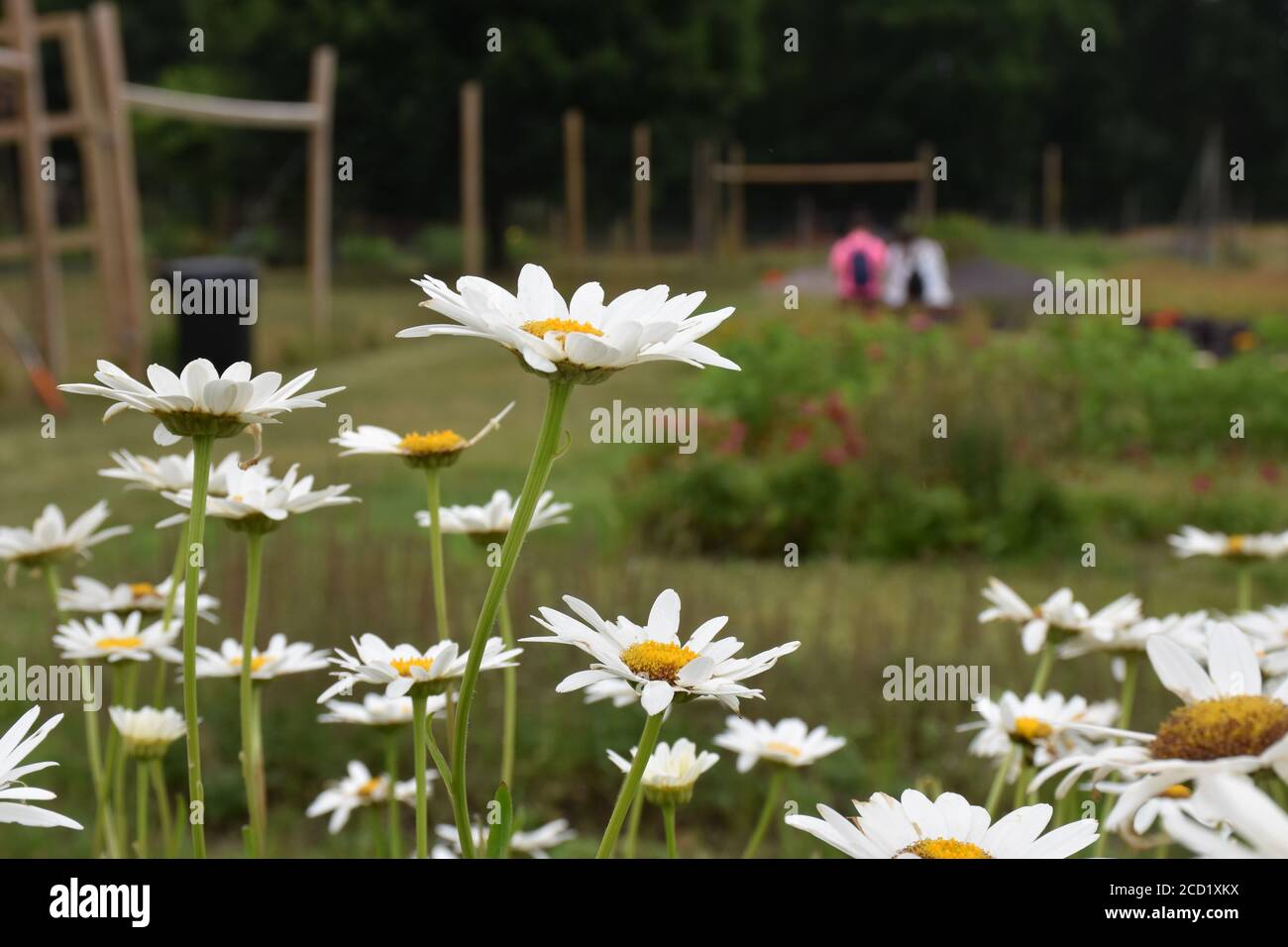 Women sitting in flower field hi-res stock photography and images - Alamy