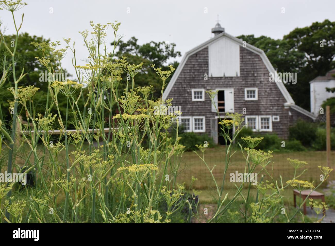 Looking at a barn through the plants Stock Photo - Alamy