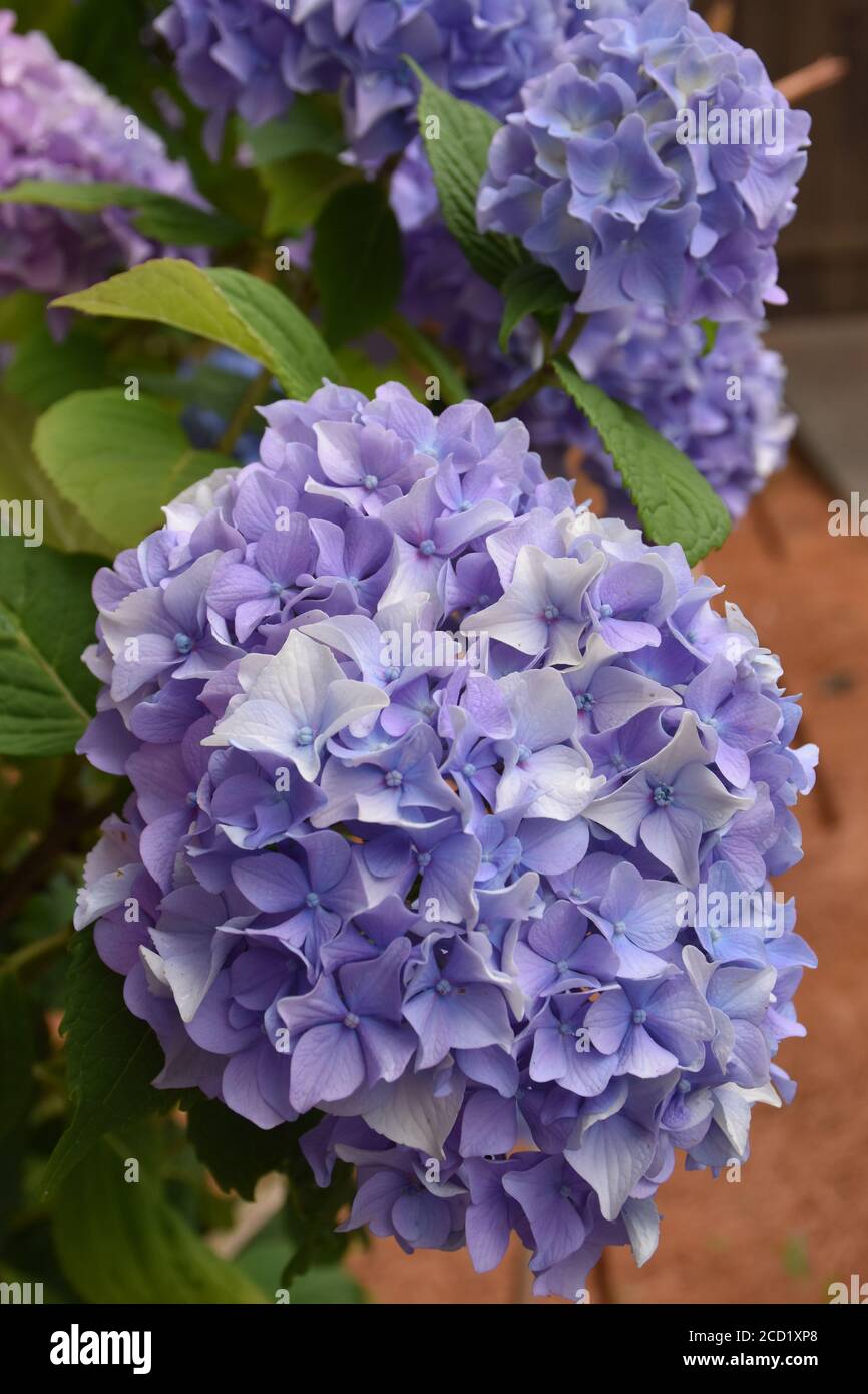Large Hydrangea flowers Stock Photo - Alamy