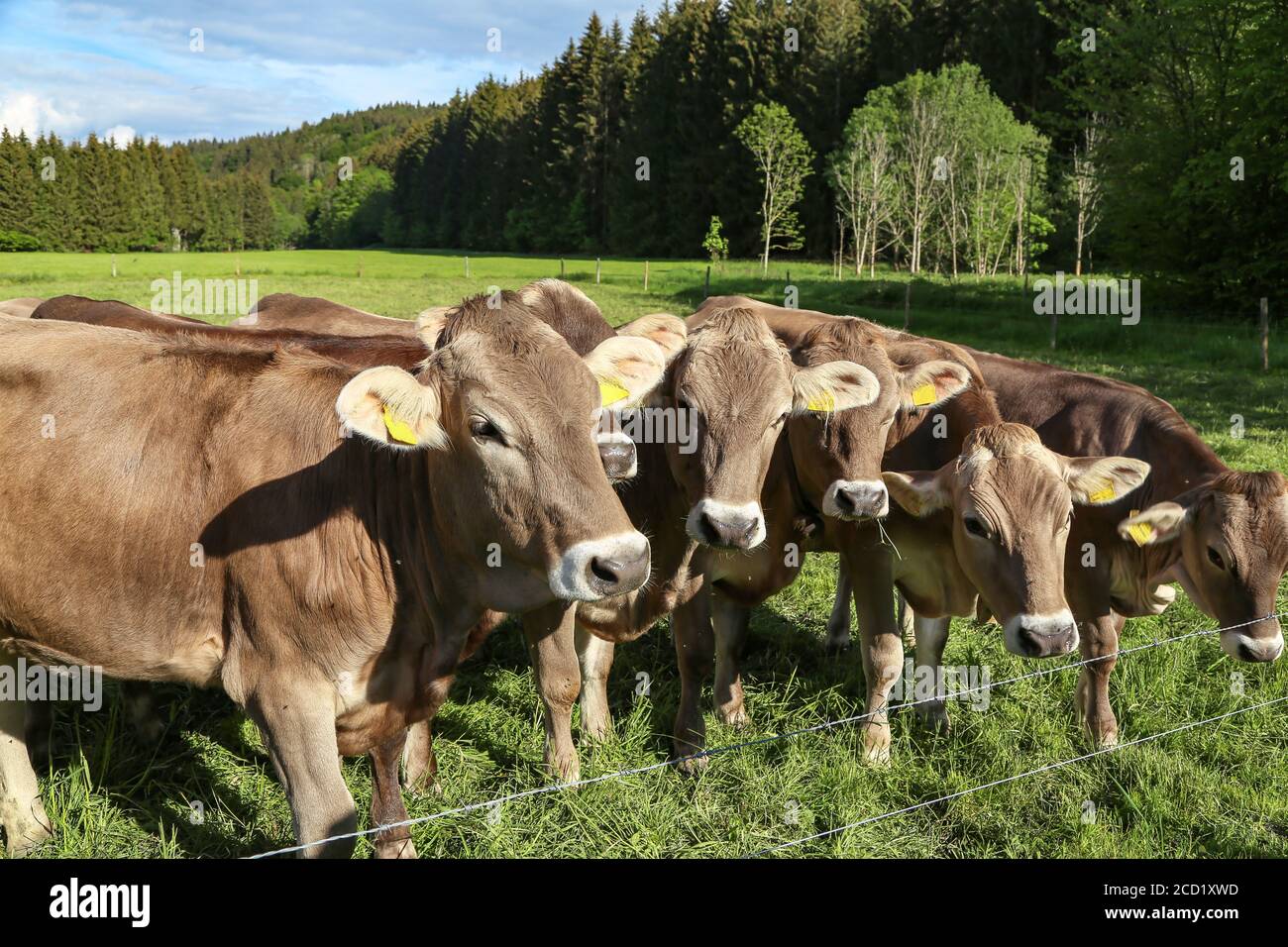 View of Brown cows in pastures in the foothills of the Alps Stock Photo ...