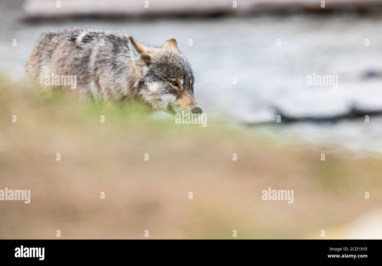 Wolf in the Canadian wilderness Stock Photo - Alamy