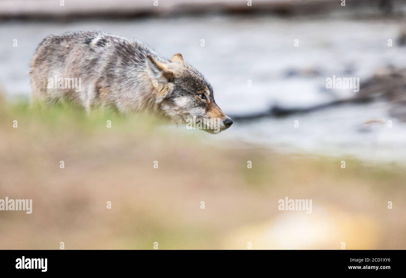 Wolf in the Canadian wilderness Stock Photo - Alamy
