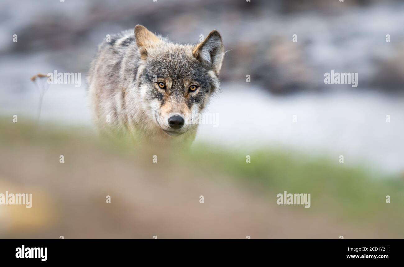 Wolf in the Canadian wilderness Stock Photo - Alamy
