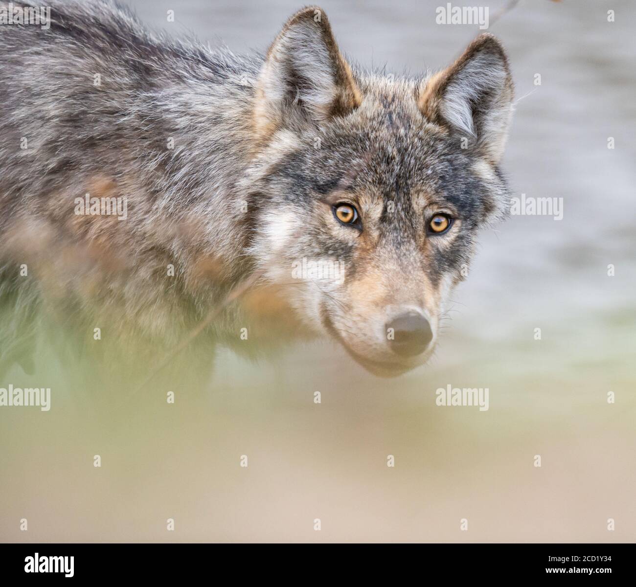 Wolf in the Canadian wilderness Stock Photo - Alamy