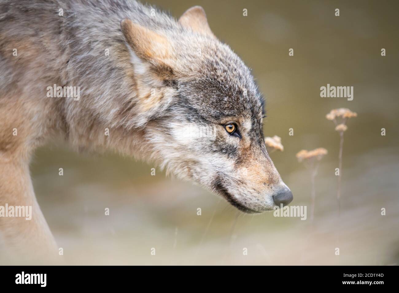 Wolf in the Canadian wilderness Stock Photo - Alamy