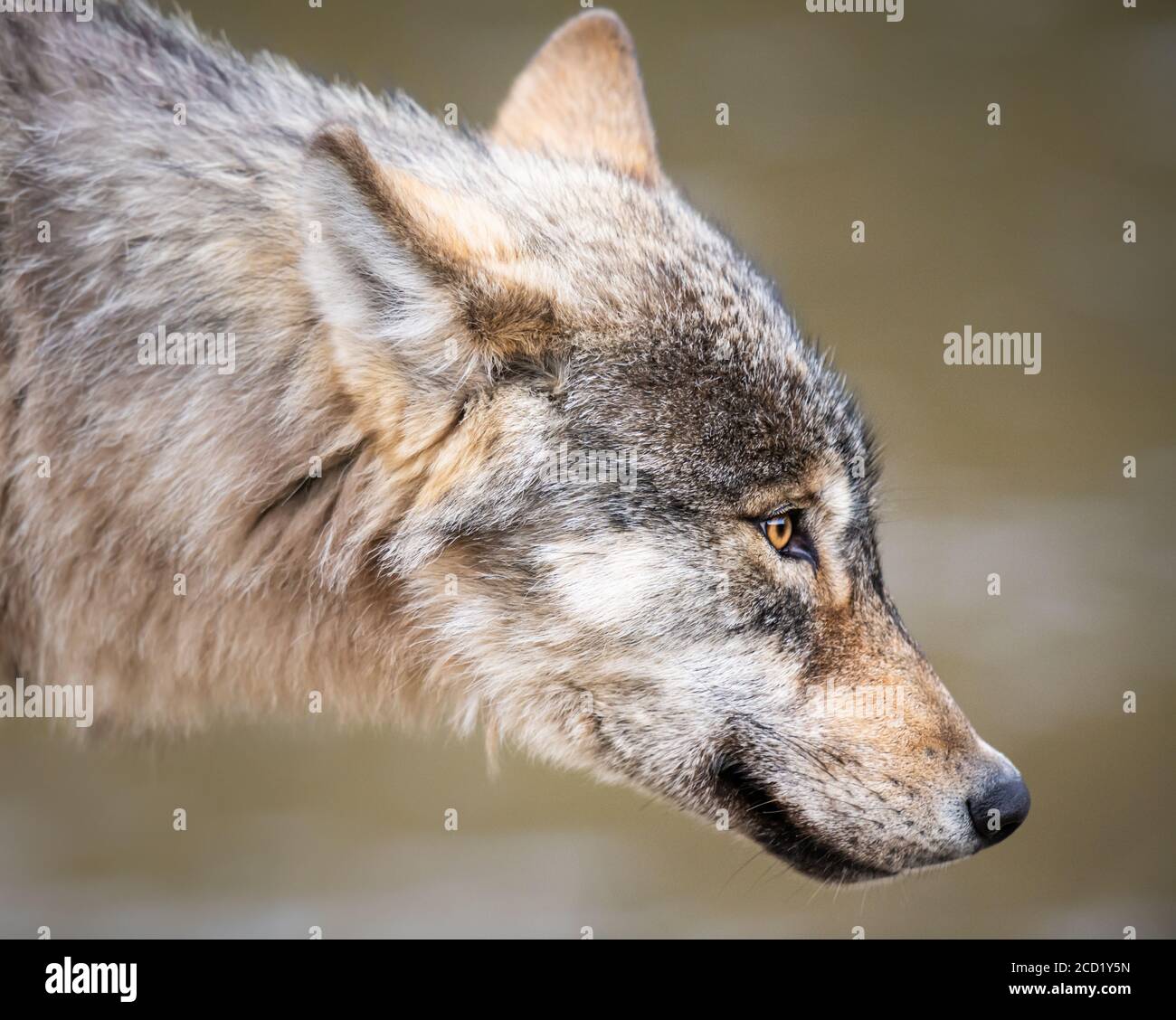 Wolf in the Canadian wilderness Stock Photo - Alamy