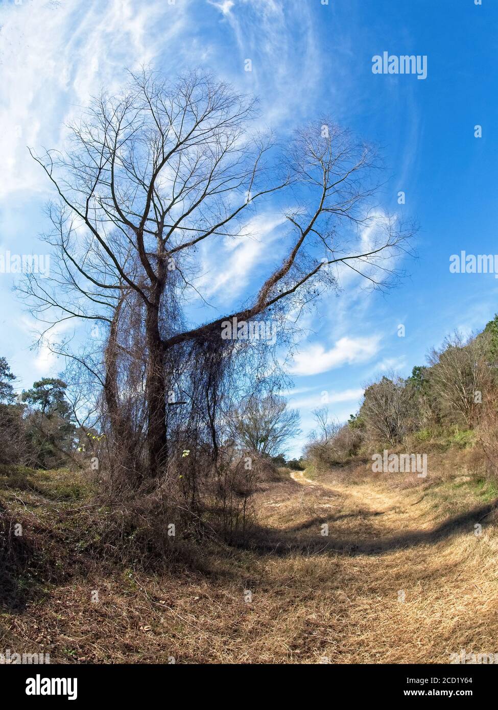 Path dead plants hi-res stock photography and images - Alamy