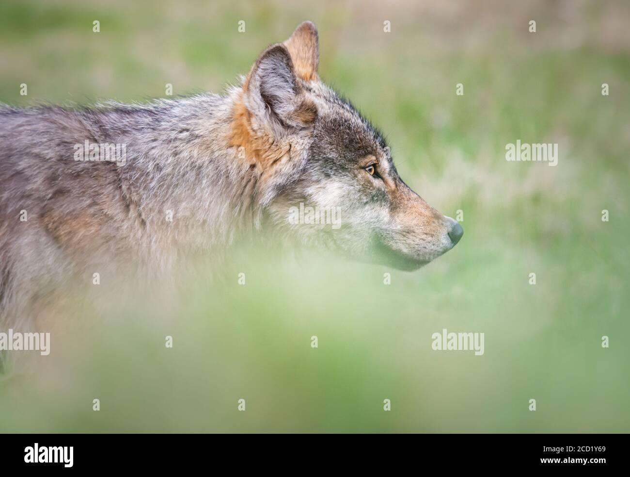 Wolf in the wild Stock Photo - Alamy