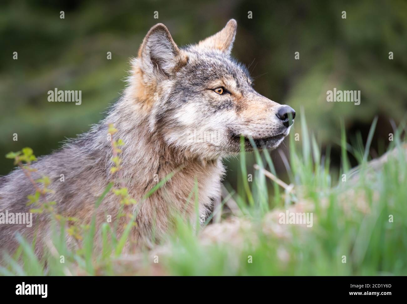 Wolf in the wild Stock Photo - Alamy