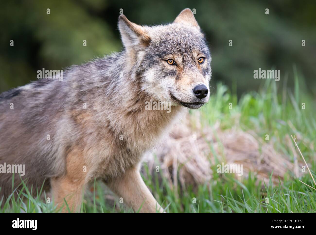 Wolf in the wild Stock Photo - Alamy