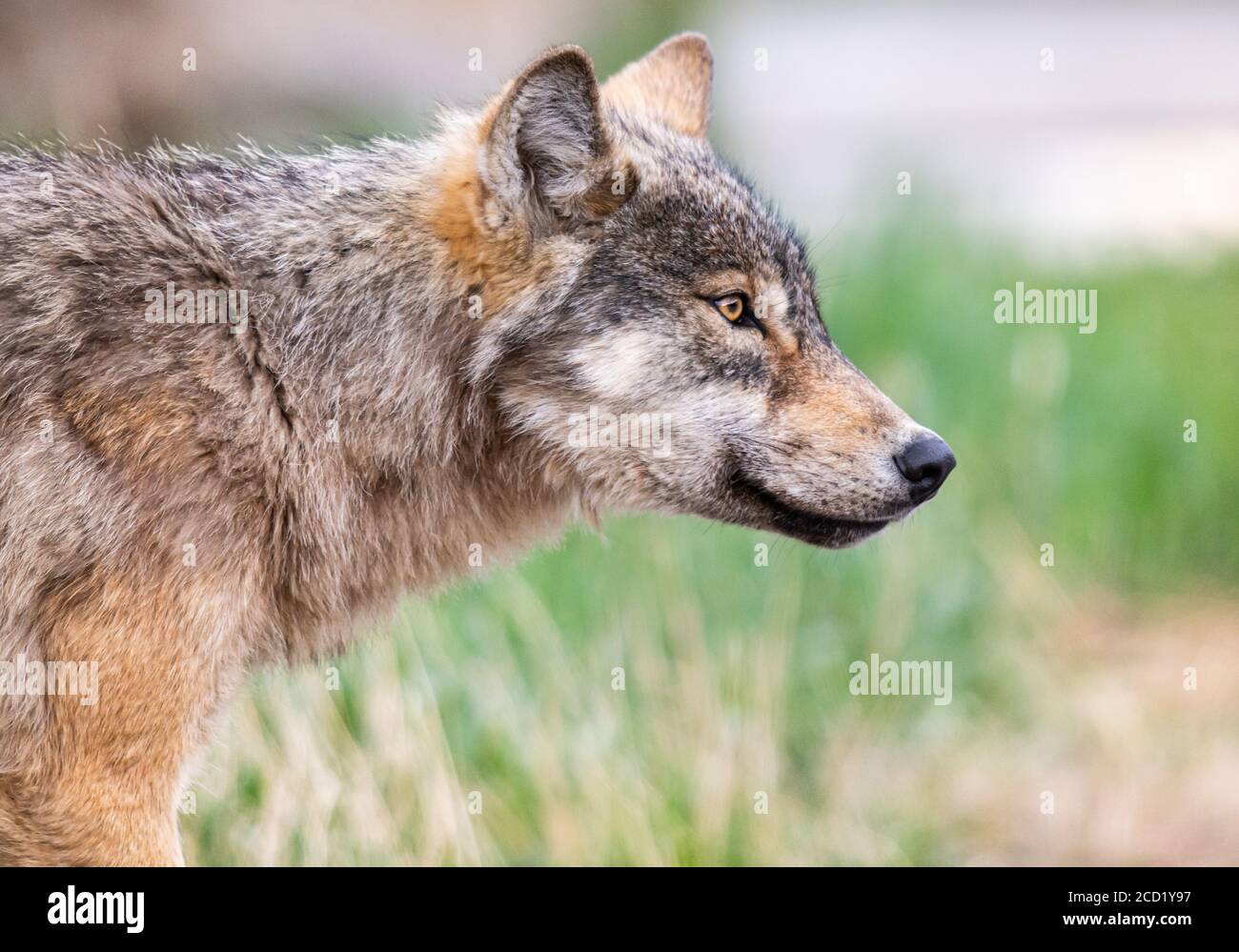 Wolf in the wild Stock Photo - Alamy