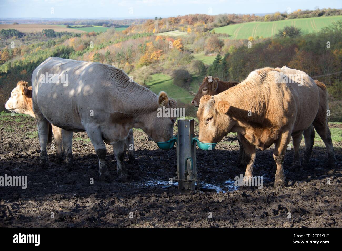 Goat fighting hi-res stock photography and images - Alamy