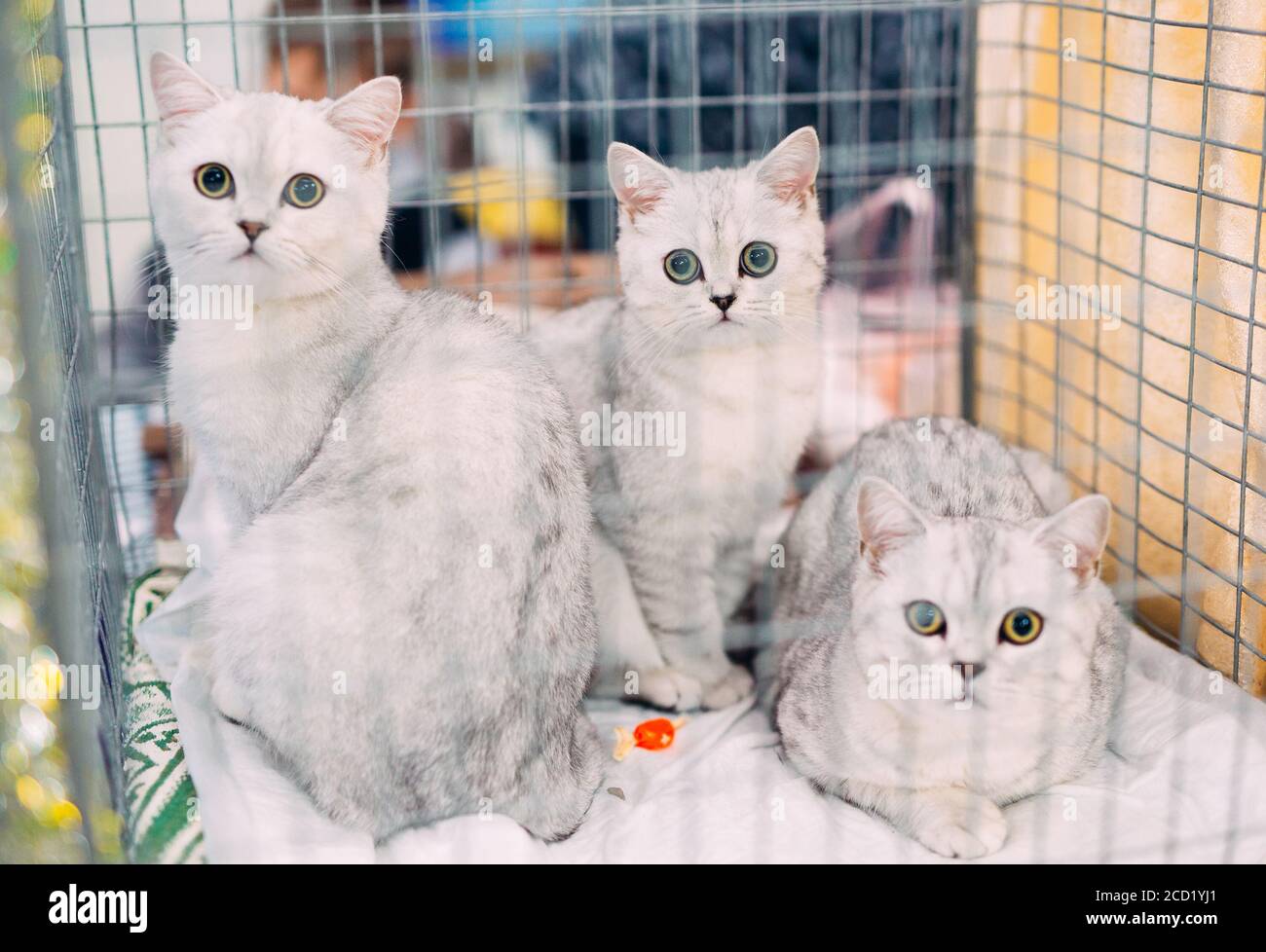 Well cage hi-res stock photography and images - Alamy