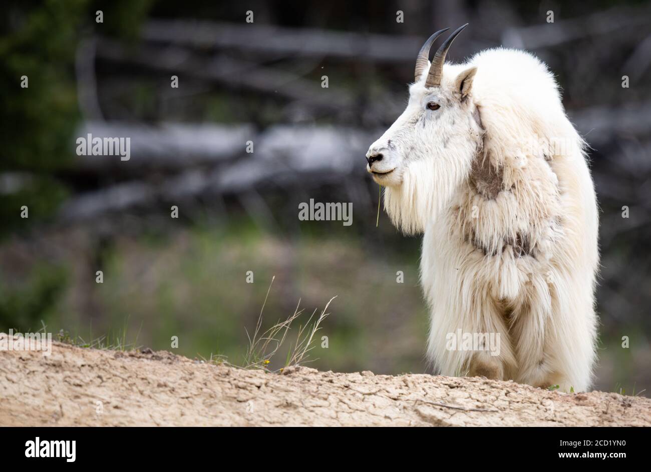 Mountain goats in the Canadian wilderness Stock Photo - Alamy