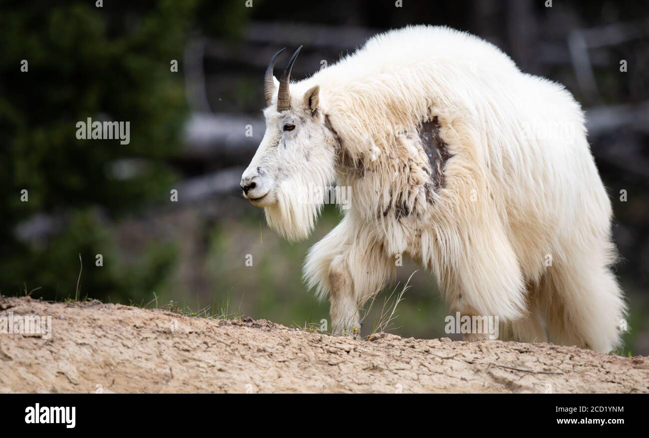 Mountain goats in the Canadian wilderness Stock Photo - Alamy