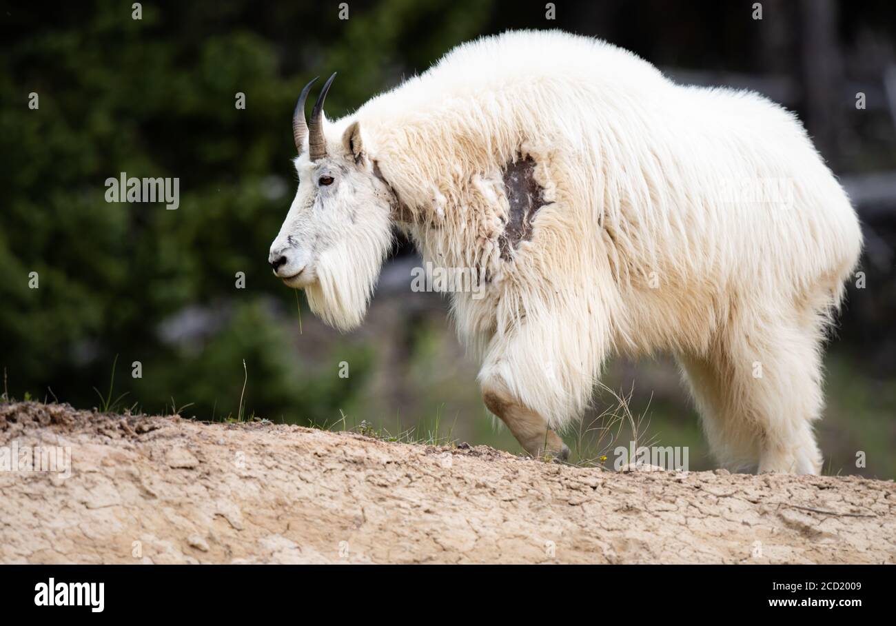 Mountain goats in the Canadian wilderness Stock Photo - Alamy