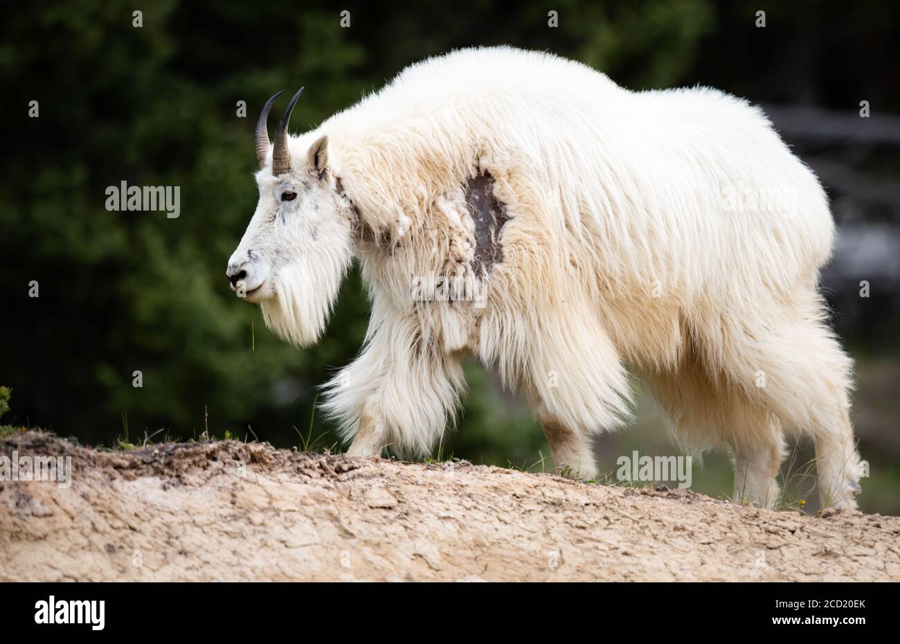 Mountain goats in the Canadian wilderness Stock Photo - Alamy