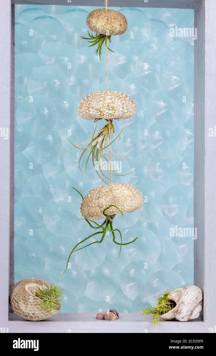 Tillandsia (air plants) in shell and sea urchin shell as containers ...