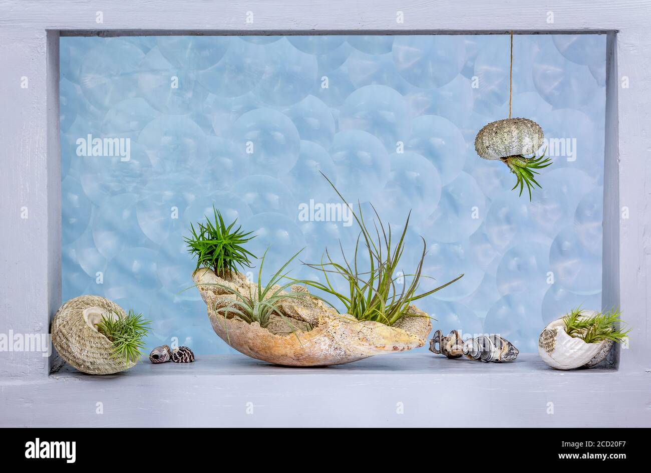Tillandsia (air plants) in shell and sea urchin shell as containers ...
