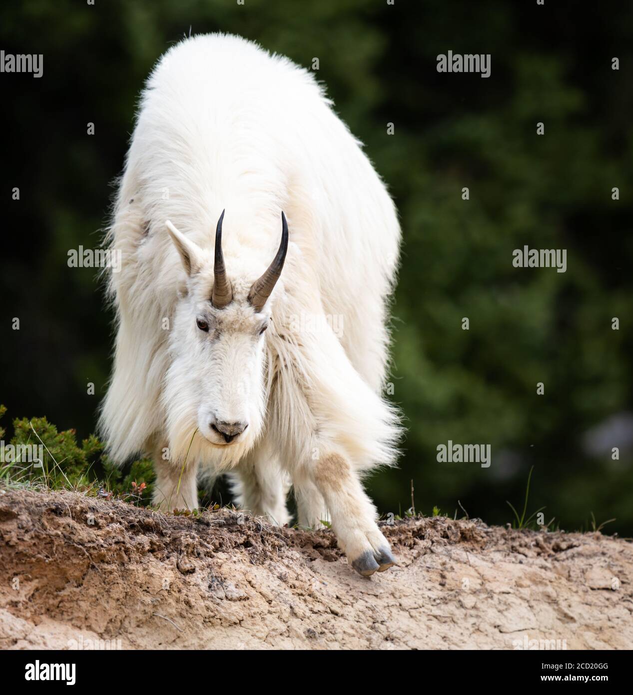 Mountain goats in the Canadian wilderness Stock Photo - Alamy