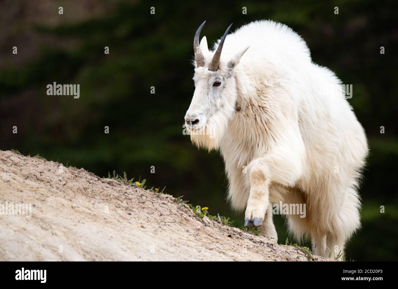 Mountain goats in the Canadian wilderness Stock Photo - Alamy