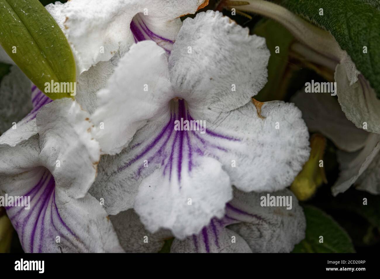 Long strappy leaves hi-res stock photography and images - Alamy