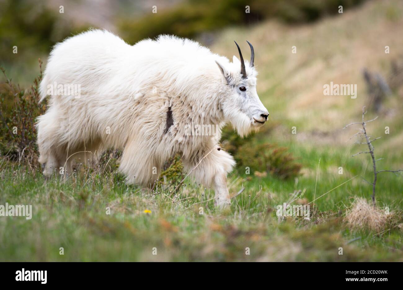 Mountain goats in the Canadian wilderness Stock Photo - Alamy