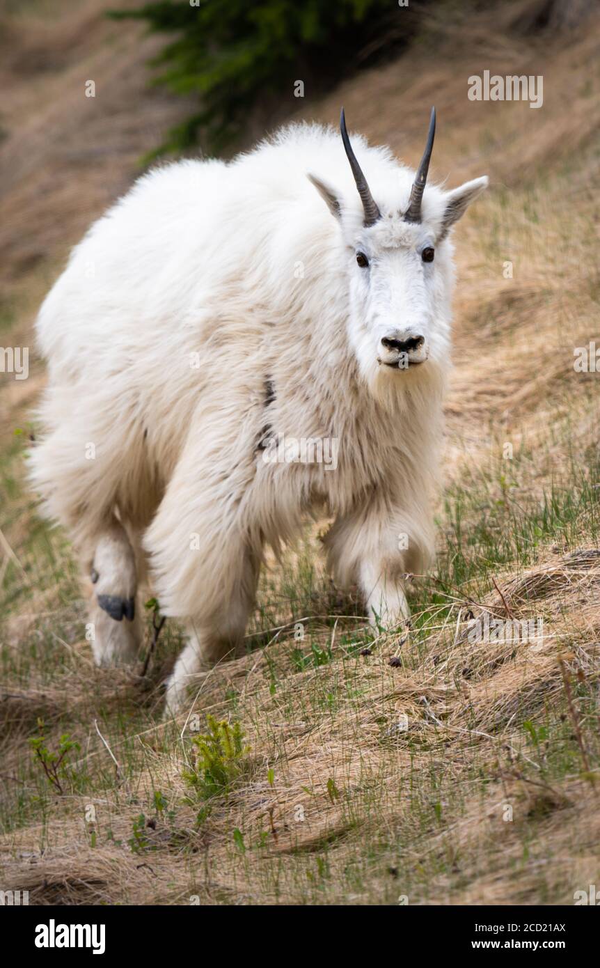 Mountain goats in the Canadian wilderness Stock Photo - Alamy