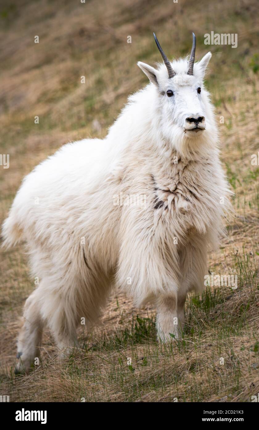 Mountain goats in the Canadian wilderness Stock Photo - Alamy
