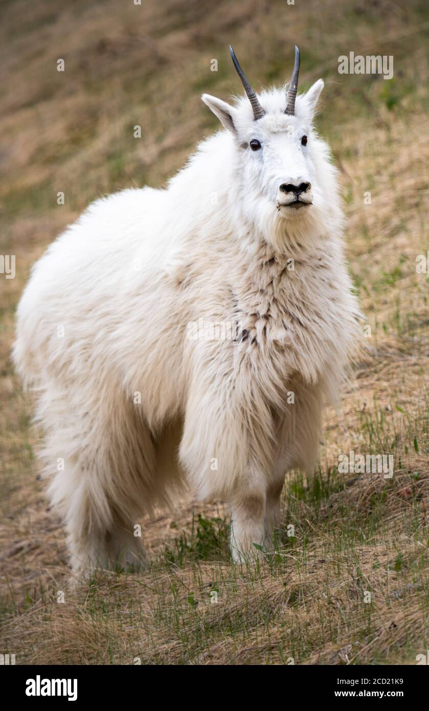 Mountain goats in the Canadian wilderness Stock Photo - Alamy