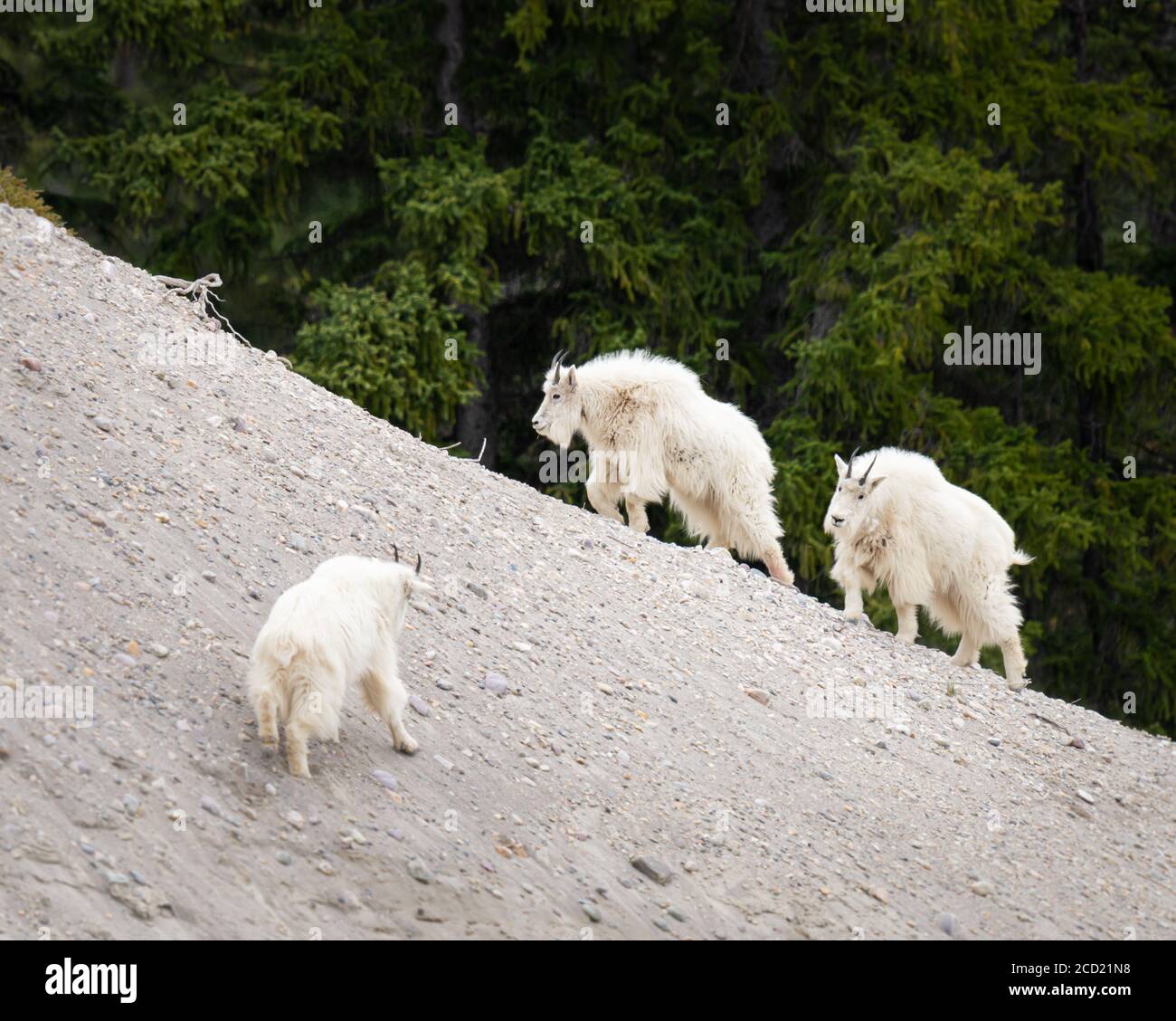 Mountain goats in the Canadian wilderness Stock Photo - Alamy