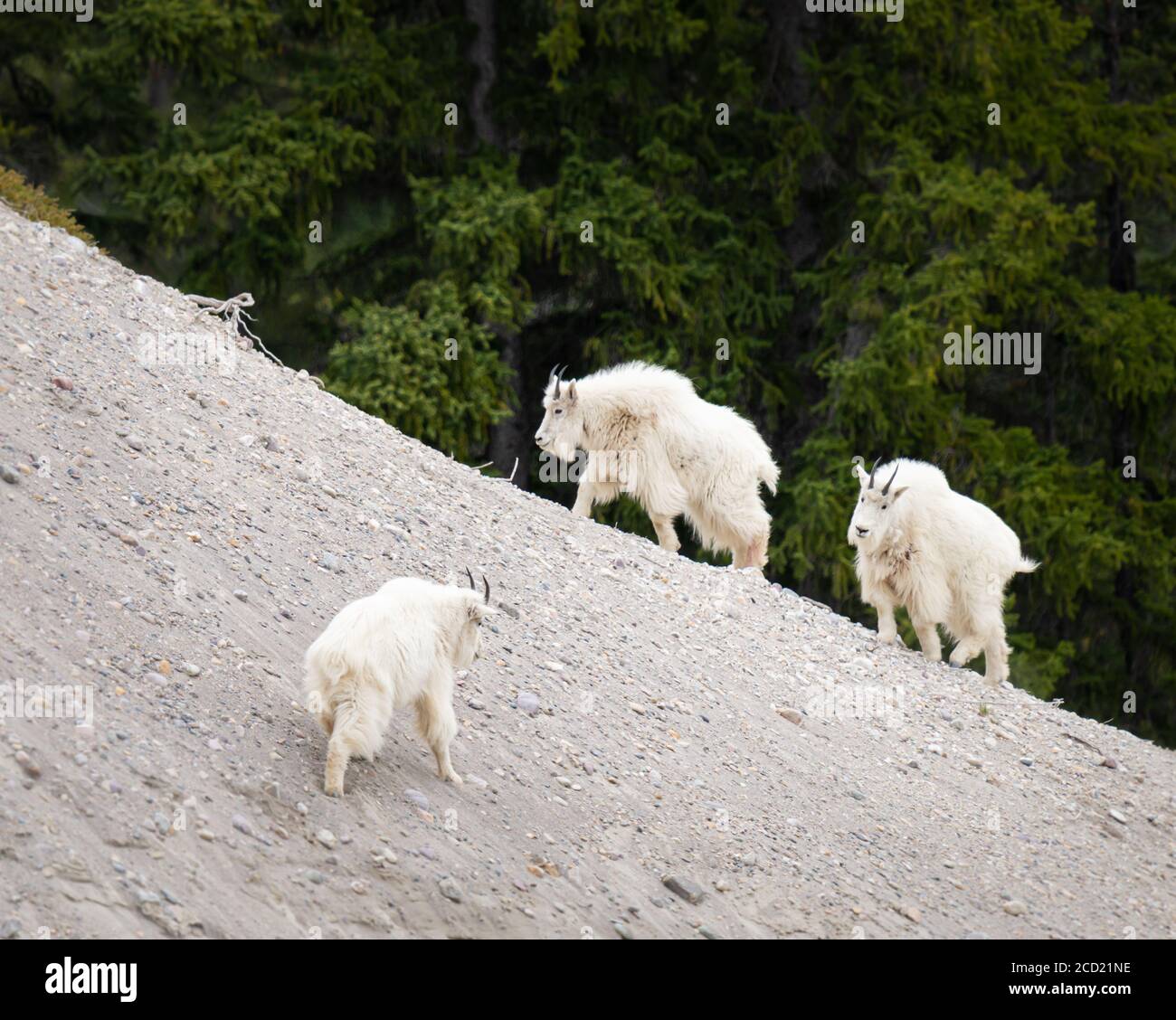 Mountain goats lick salt hi-res stock photography and images - Alamy